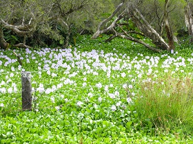 Watch for water hyacinth | Farmstyle Australia